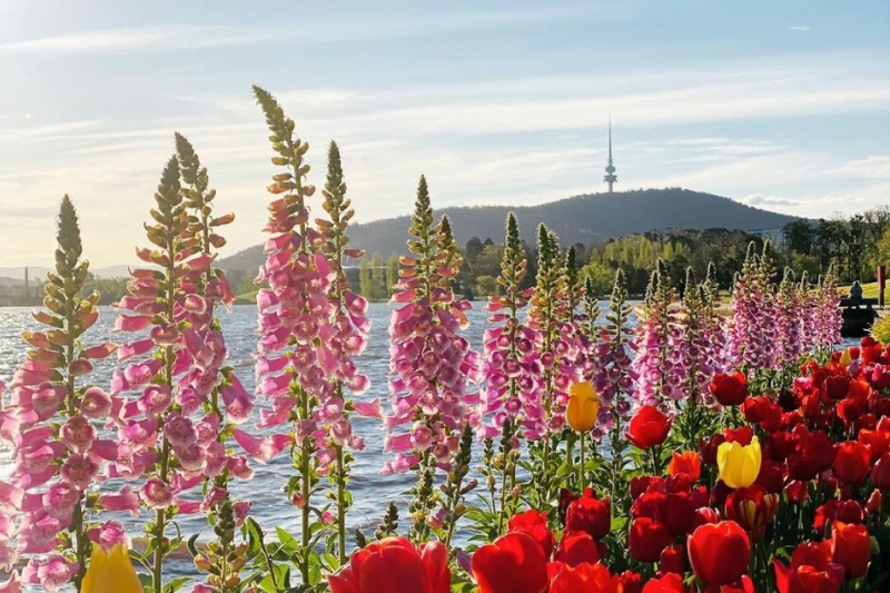 The best things to do in Canberra in spring 2022